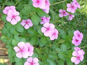 Flor del príncipe | El bosque silencioso